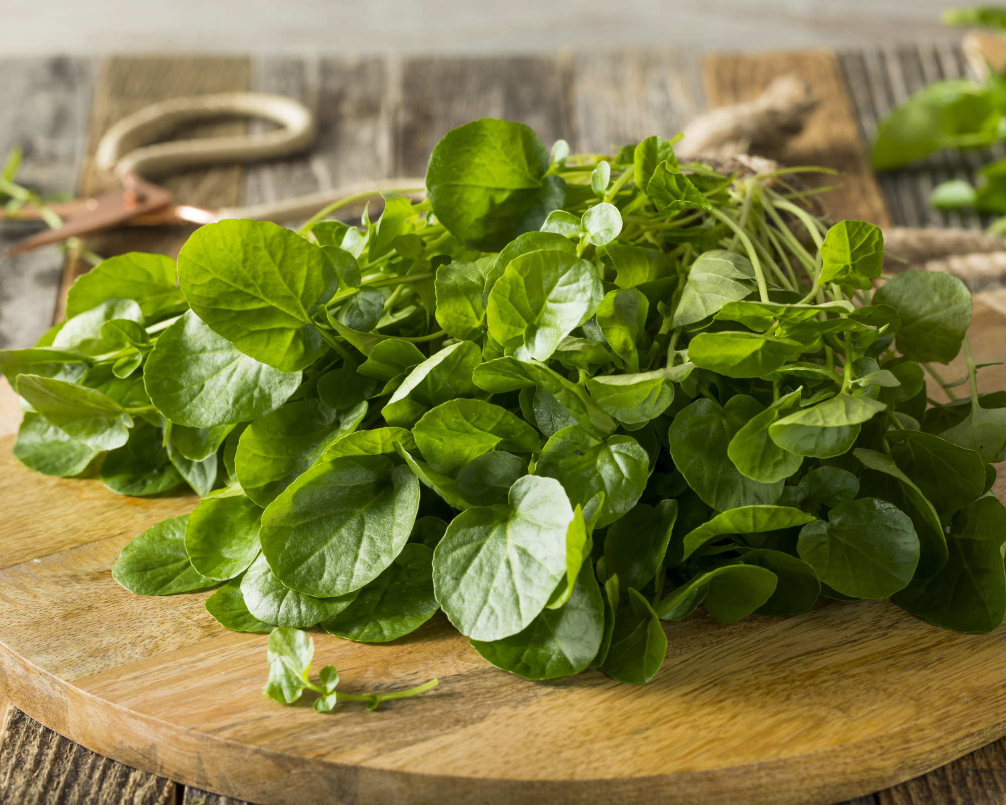 Watercress Salad Bowl Recipe – SurvivorRx